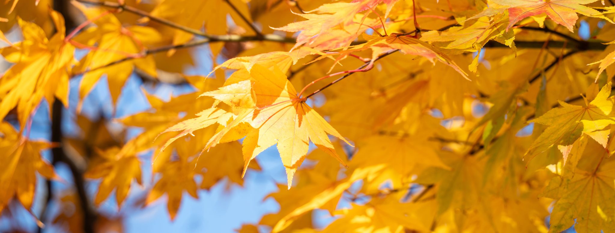 2026 Autumn&Winter Fashion Color - Everlight Colorants - Everlight ...